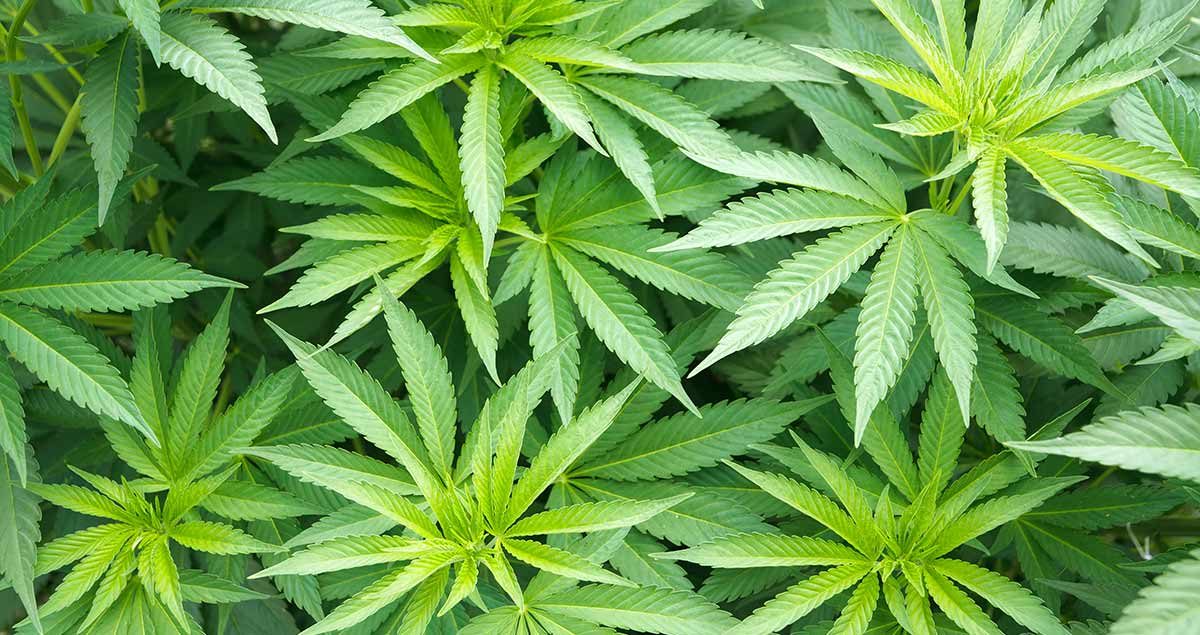 Marijuana: The Pros and Cons of its Use – Portable Hookahs